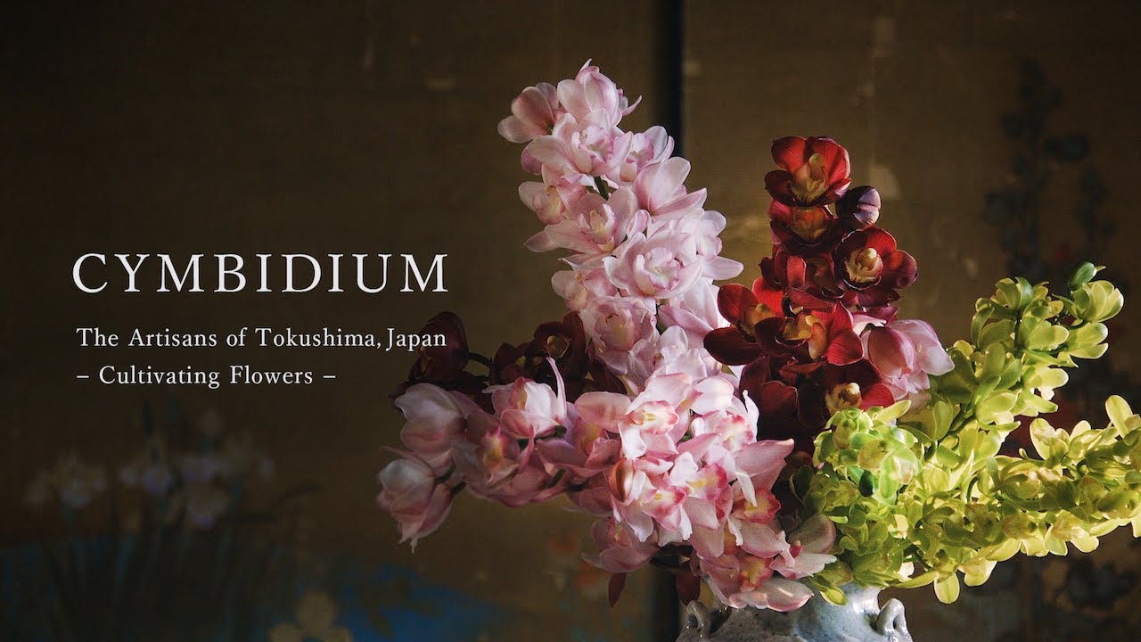 JAPANESE CYMBIDIUM 徳島のシンビジウム農家の業 - YouTube