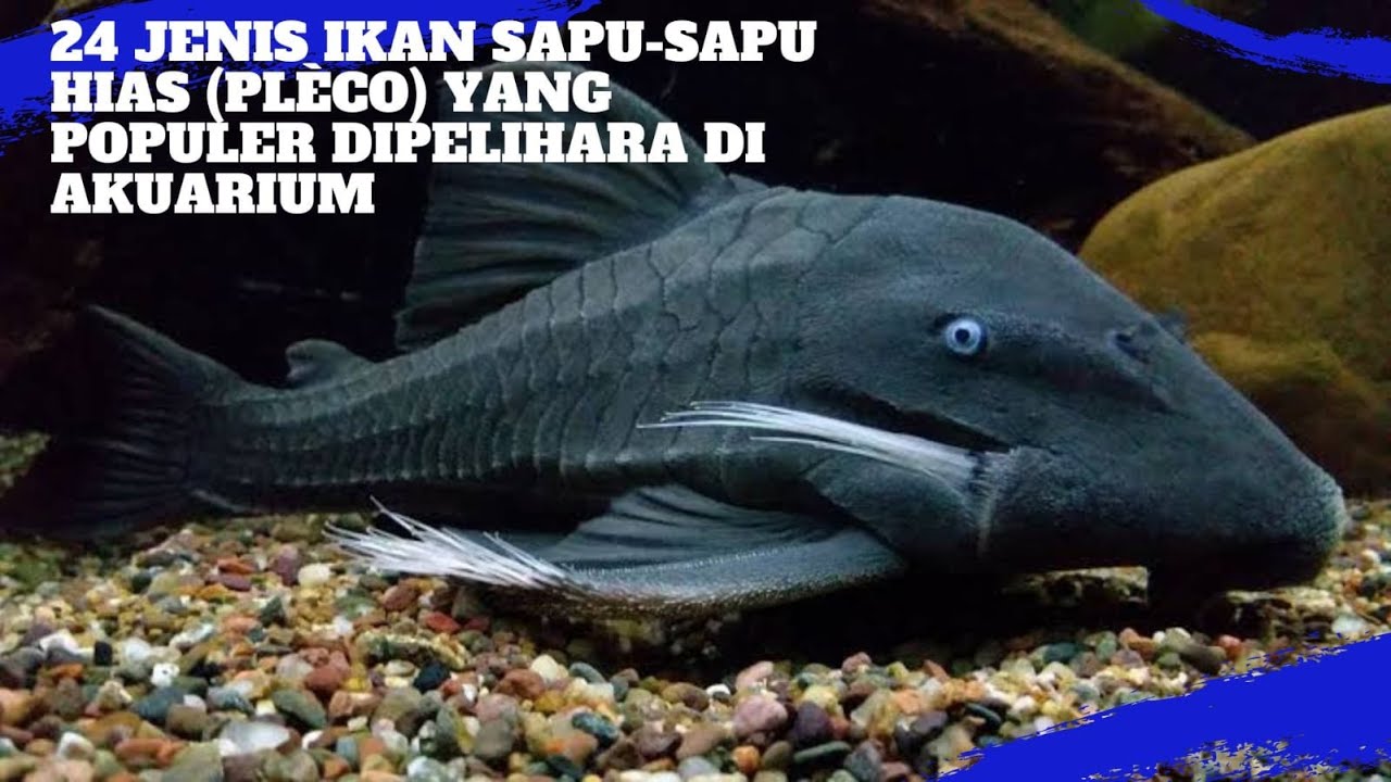 24 Jenis Ikan Sapu Sapu Hias Plèco Yang Populer Dipelihara Di