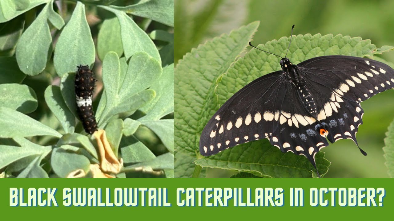 Swallowtail Black Swallowtail Egg