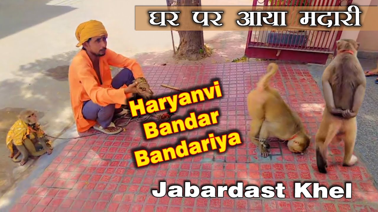 Haryanvi Bandar Bandariya Ka Khel | क्या कमाल का बंदर है | Ghar Par ...
