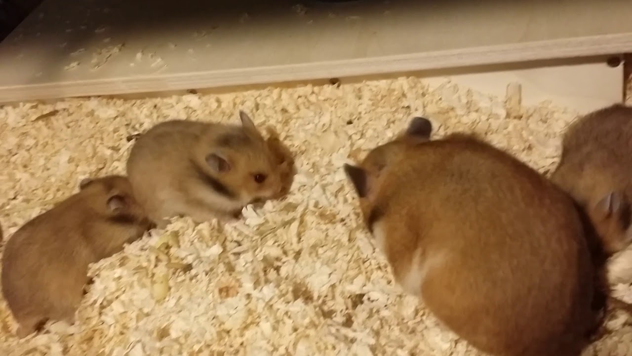 Golden Hamster Babies 3 weeks old. - YouTube