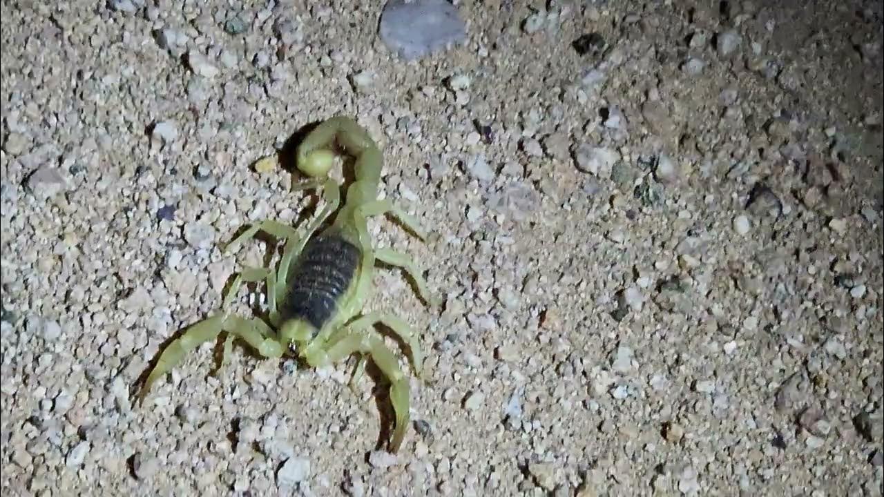 Welp 🦂 Scorpions Do Glow Under Black Light Giant Hairy Scorpion Aka