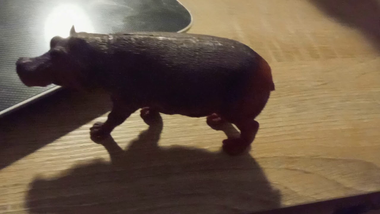 animal face off hippo vs bull shark 2 - YouTube