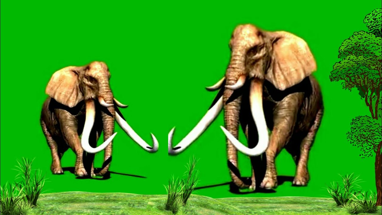 The Wild Animal Elephant Green Screen - YouTube