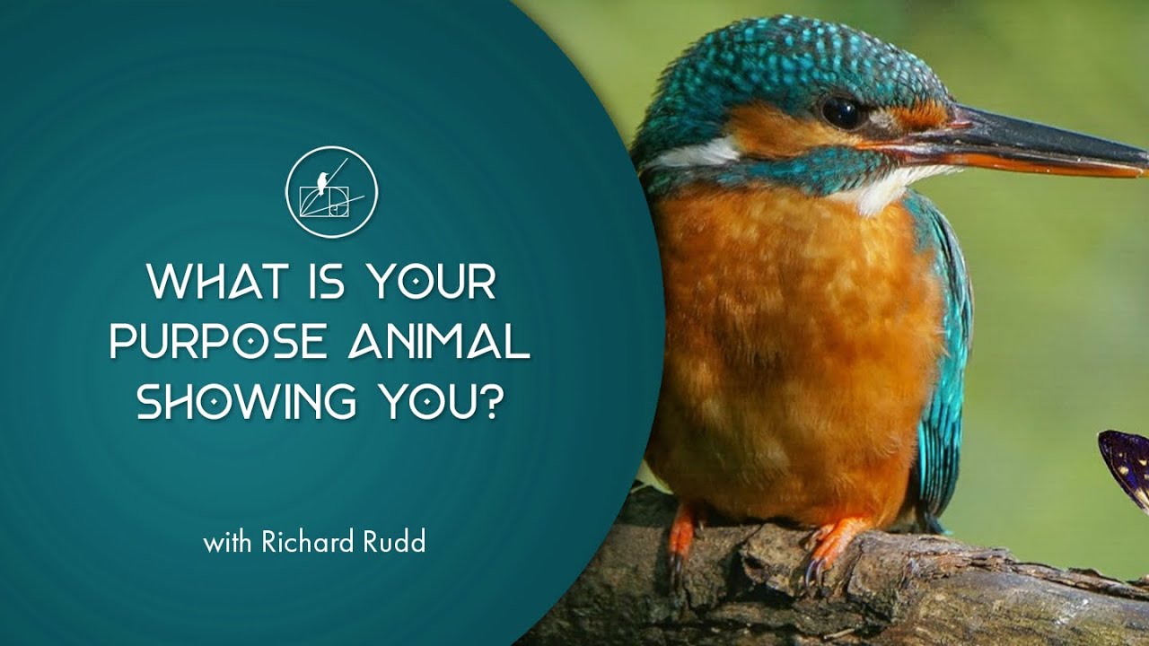 What is Your Purpose Animal Showing You? - YouTube