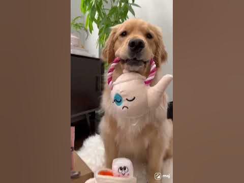 cute dog play games #funny #shorts #cutepuppy - YouTube
