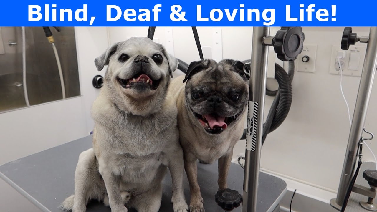 Blind & Deaf Pug Loves Getting Groomed | Mobile Grooming 2 Senior Pugs ...