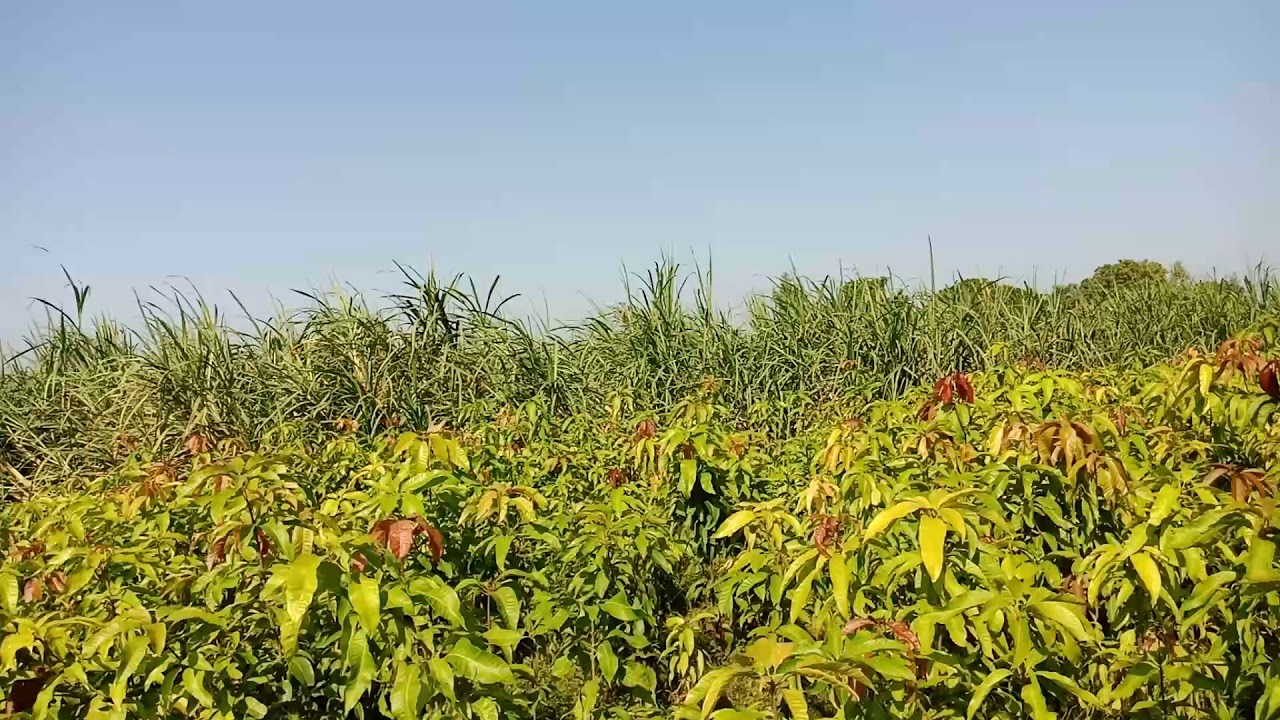 Kalmi mango nursery - YouTube