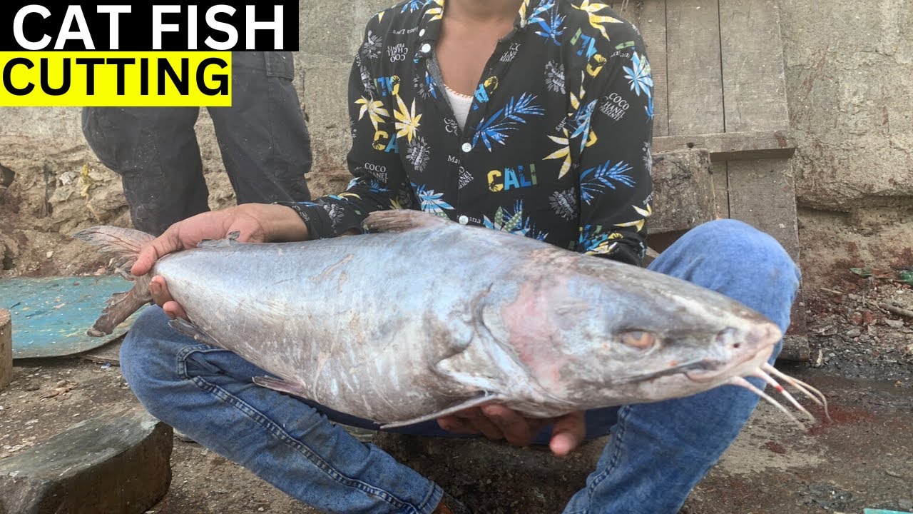 Amazing Catfish Cutting skills | Seafood Slicers - YouTube
