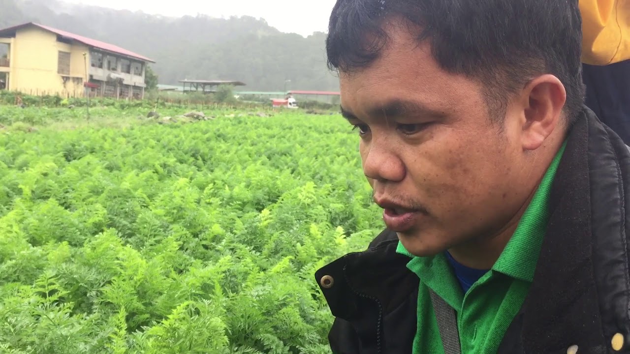Veggie man meets Carrot man. Success in farming. Secret of the trade ...