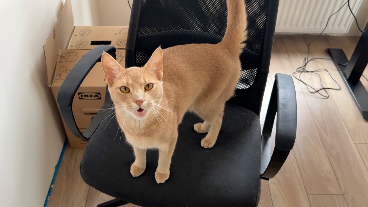 Sweetest boi won't let hooman work until he gets a kiss - YouTube