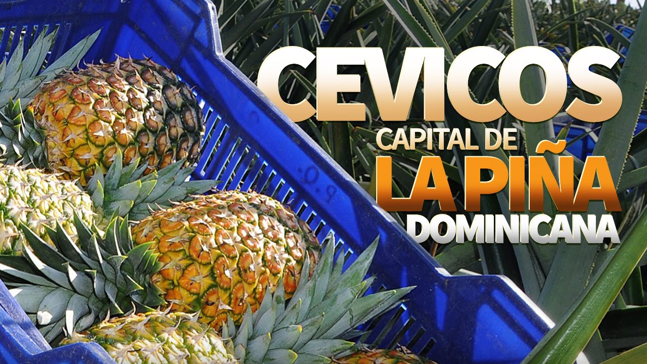 Cevicos, capital de la piña dominicana - YouTube