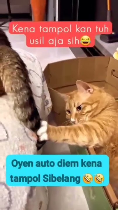 Kucing main ekor #cat #trending #kucinglucu #meaow #kucing #meows #catlover #lucu #kucingmeow ...