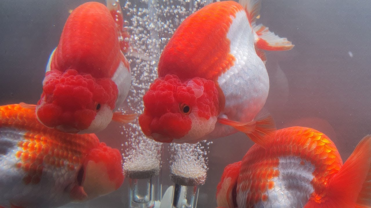 Ranchu Goldfish Collection - YouTube