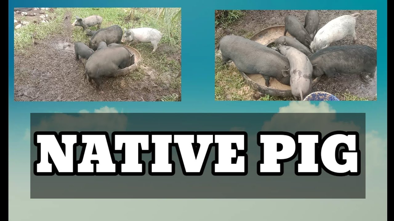 NATIVE PIG - YouTube