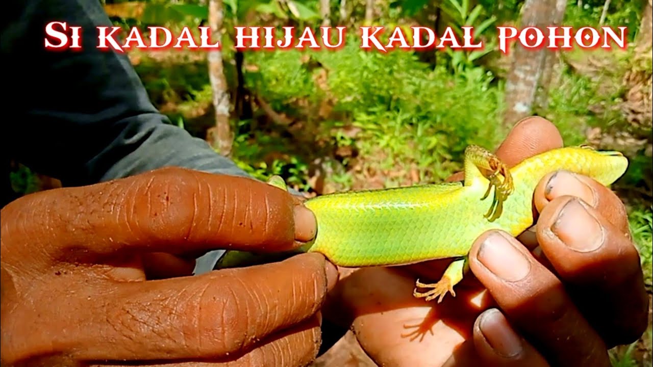 Si kadal hijau kadal pohon - YouTube