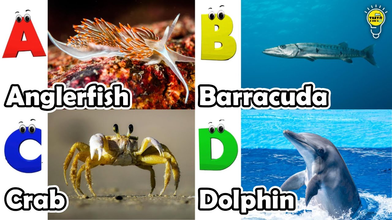 ABC Sea Animals song | Learn Alphabets | English and Animals for Kids ...