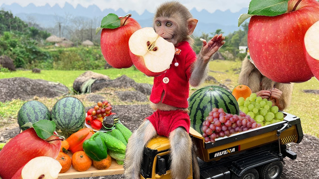 Baby Monkey Eating Apples Funny Funny - Monkey Cute - YouTube