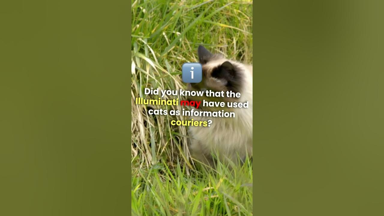 Cats: Secret Messengers of the Illuminati? #Shorts #Facts - YouTube