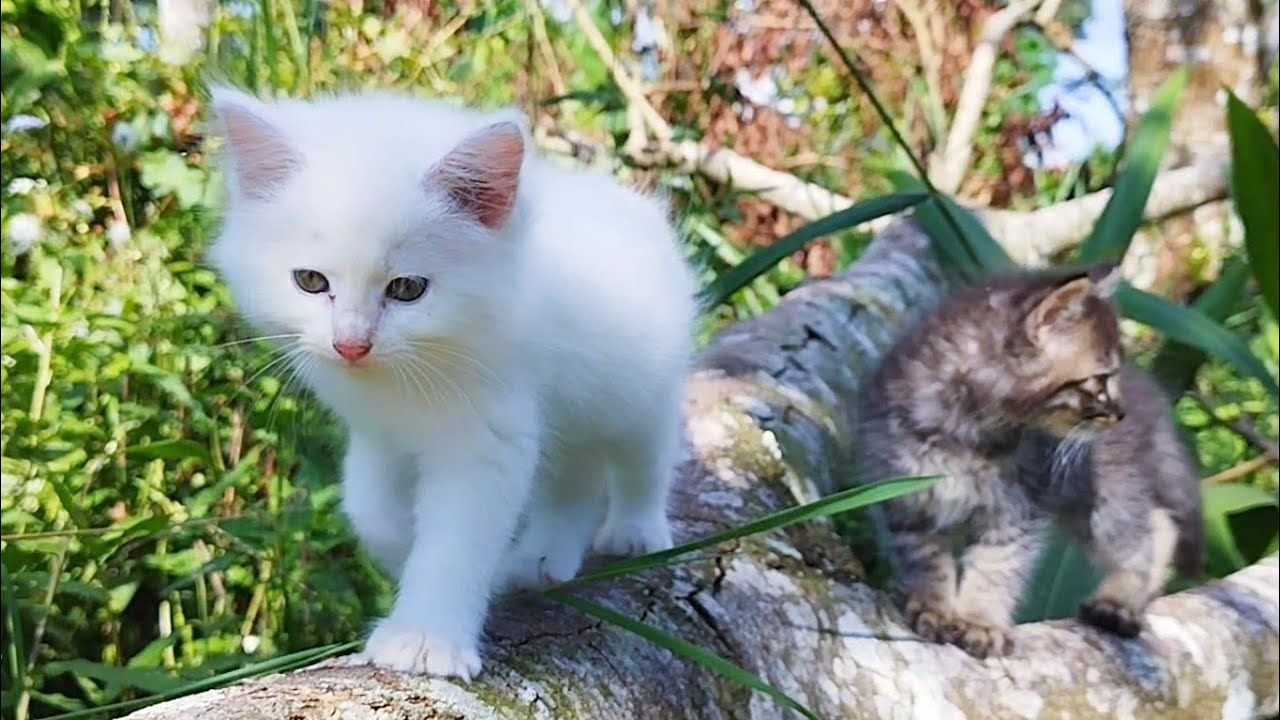 CHACHA CAT - CAT CUTE - PLAY WITH CAT -BILLI KARTI MEOW MEOW- kittens ...
