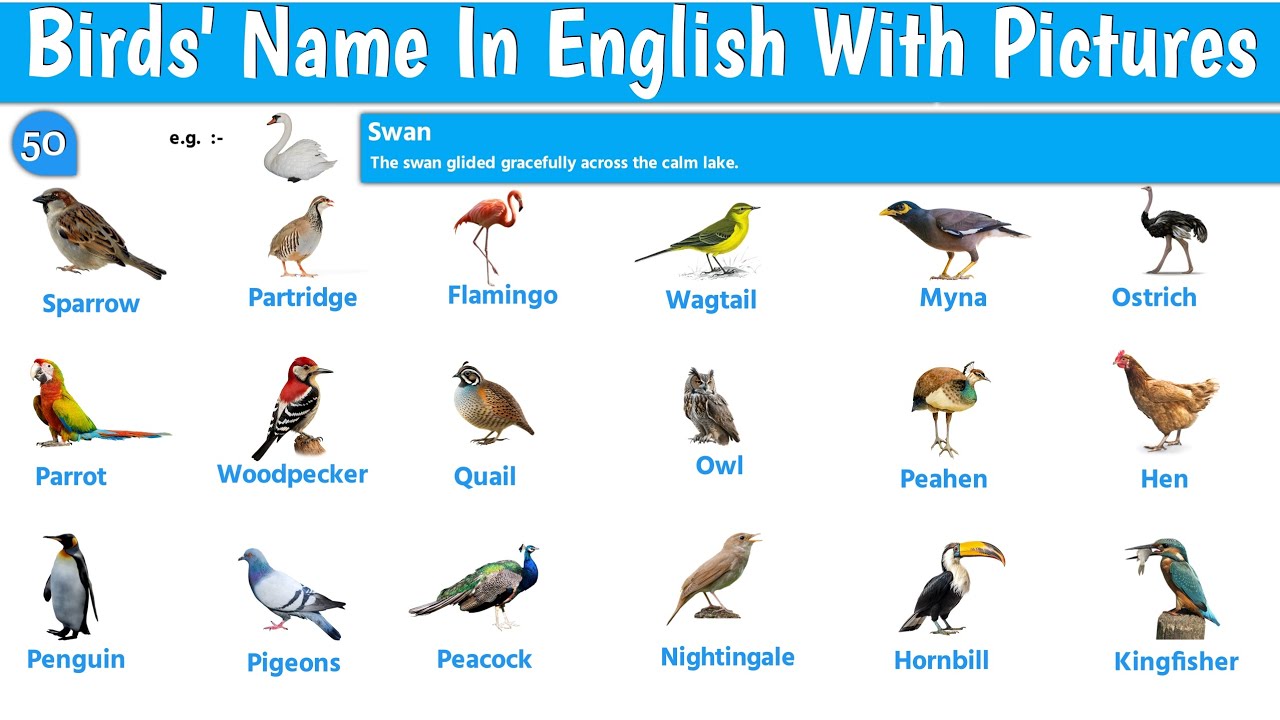 Birds ' Name In English With Pictures | Name of Birds 50 - YouTube