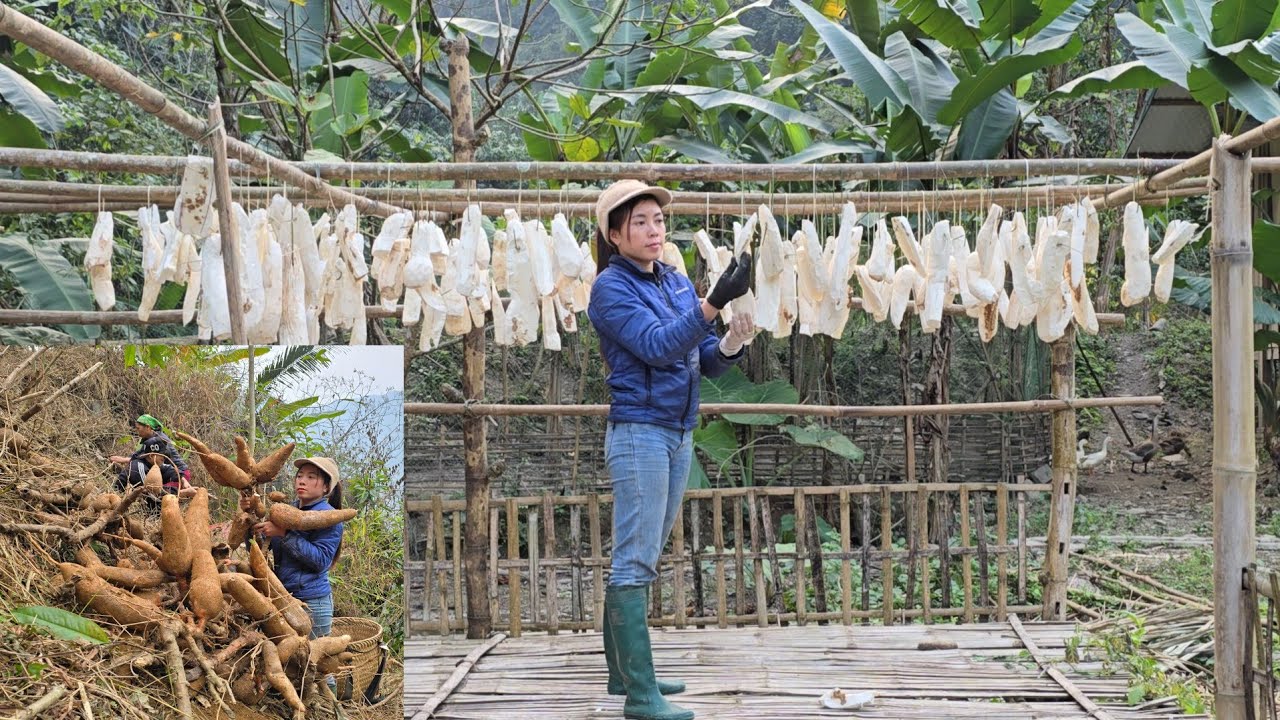 Harvesting Perennial Cassava Roots, Drying And Preserving Cassava /Live ...