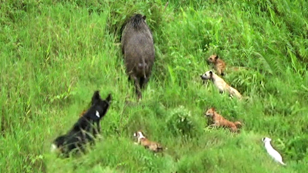 AKHIRNYA !!! BABI BESAR PENGHUNI HUTAN INI KELUAR MELINTASI SAWAH ...