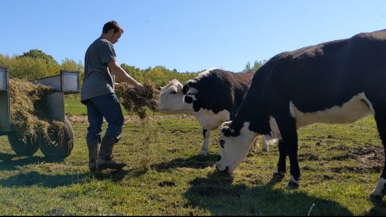 Making Hay With Lawnmower/ Cows Are Happy! - YouTube