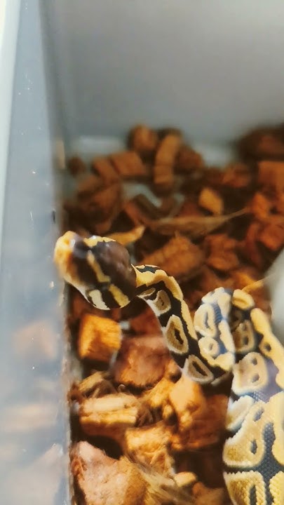 Coraline Movie, Be Careful What You Wish For!🐍 Ball Python Edition!! # ...