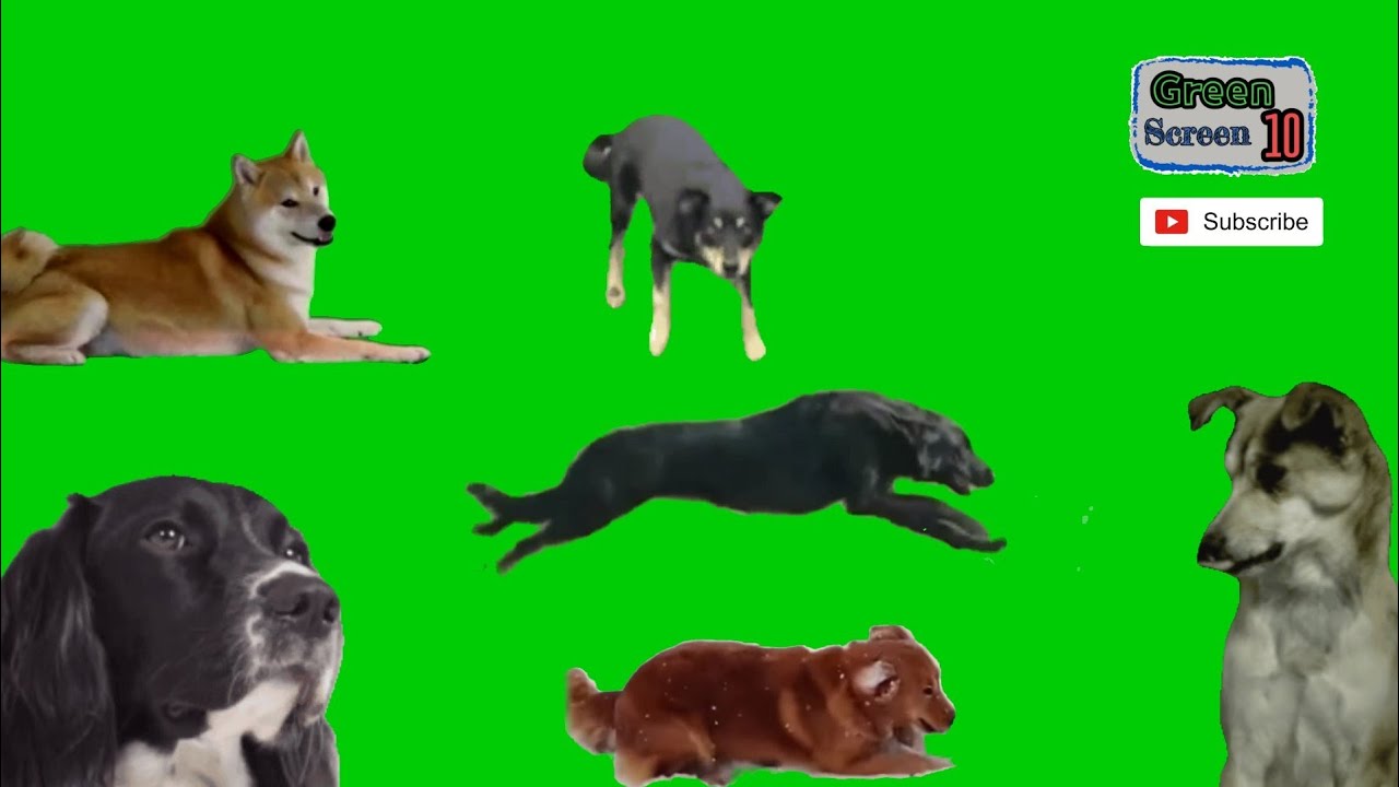 Dog green screen green screen anjing - YouTube