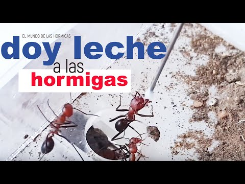 Dando el biberón 🍼 a las hormigas - Habías visto esto ?
