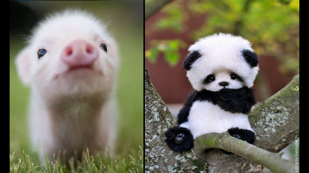 Animais muito fofinhos !Filhotes de animais - Videos Compilação momento ...