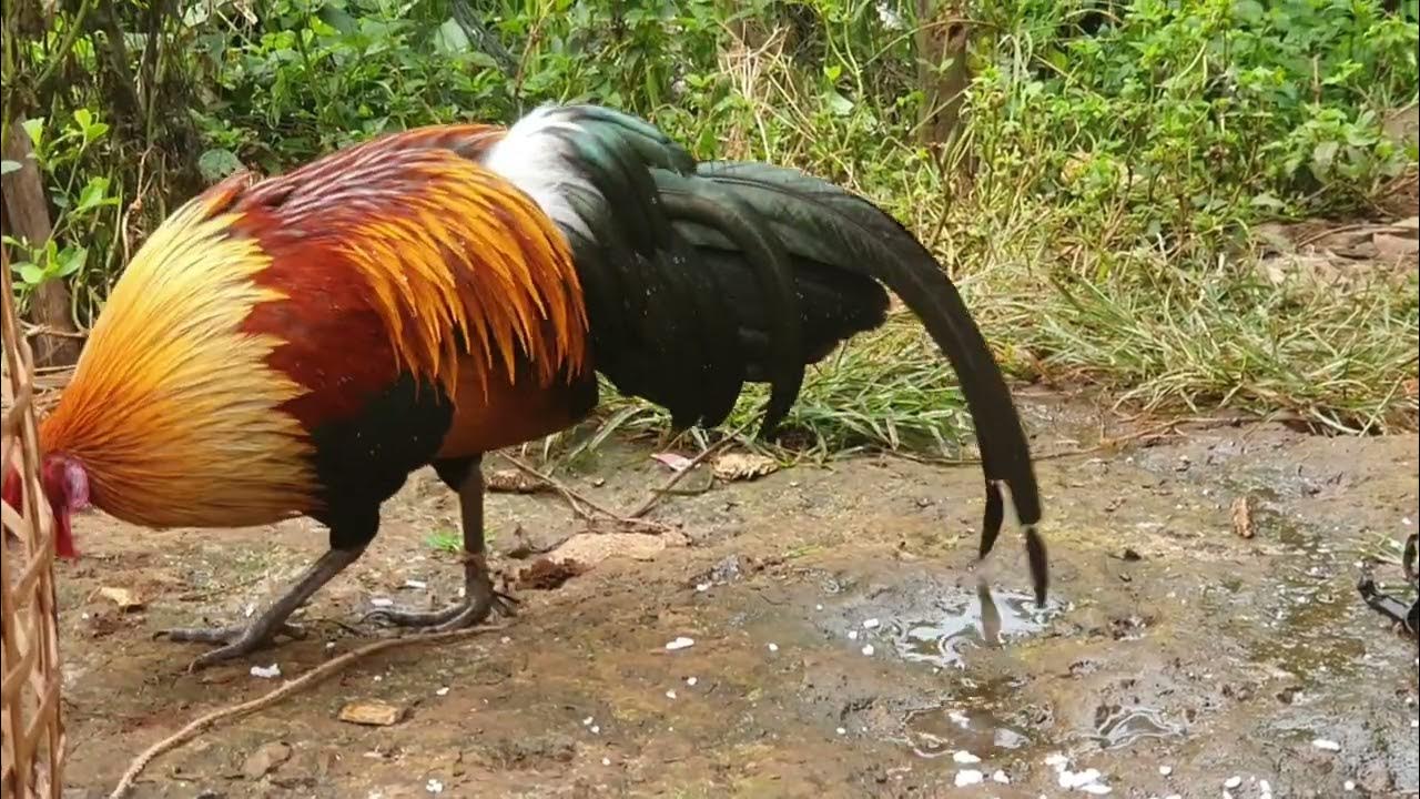 dib qaib qus looj ceeb nawb 2023 - YouTube