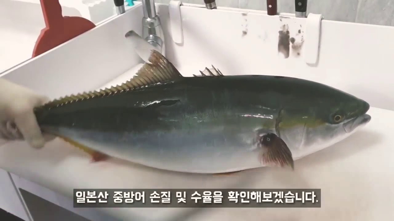 South Korea ~ killing yellowtail process - YouTube