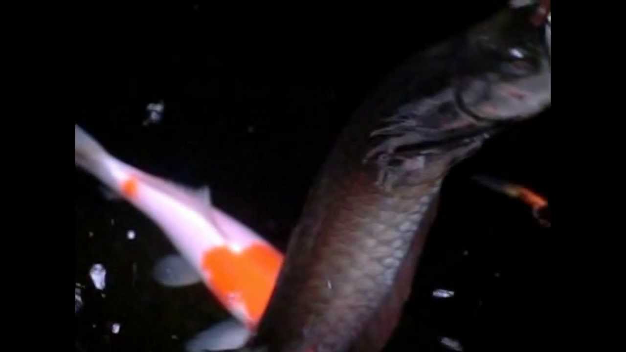 Arowana jumping out of pond for food (SLOW MOTION) - YouTube