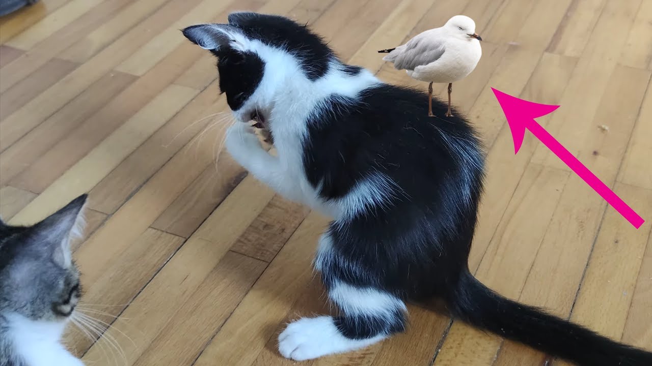 Cat Lovers: Seagull sleeps on a Cute Cat - YouTube