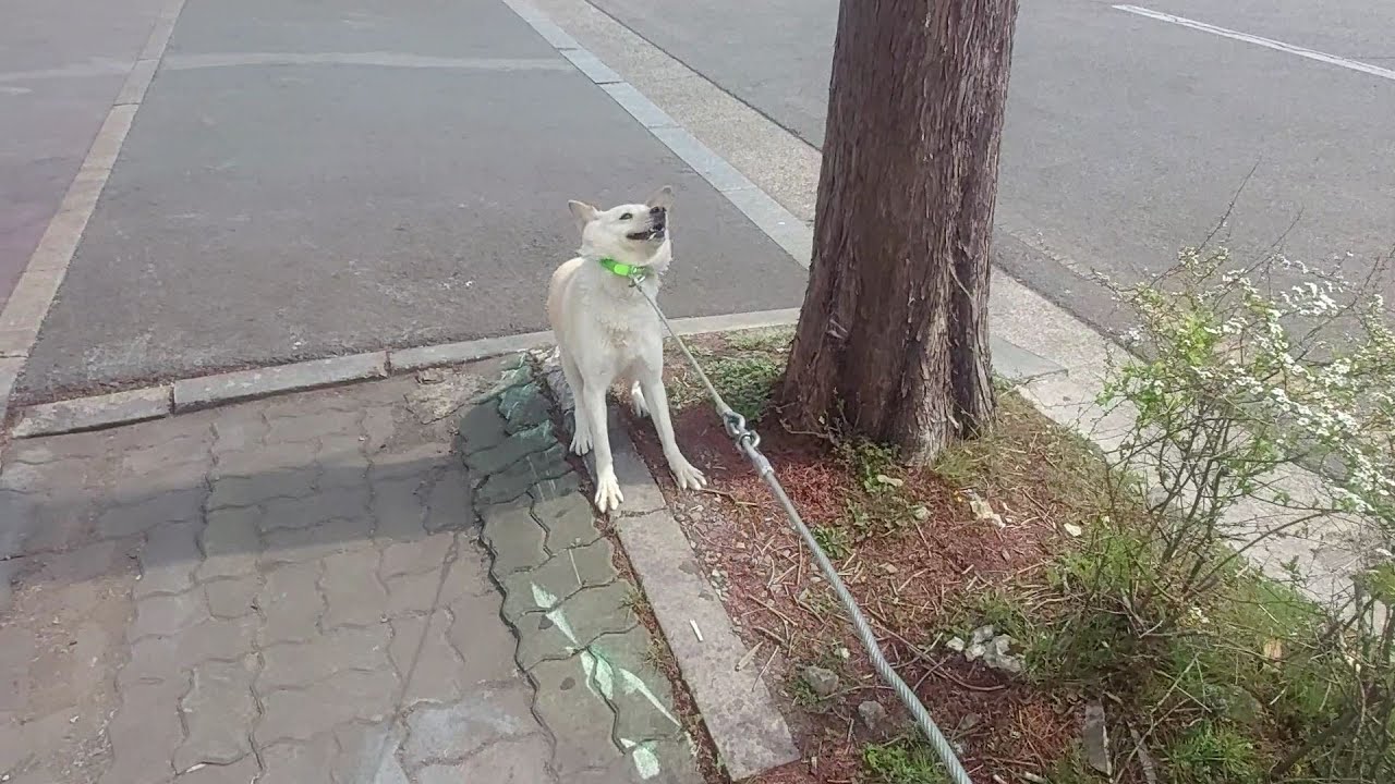 점심 먹고 산책 중 봄 바람에 공장으로 돌아가지 않으려고 하는 공장 진돗개 L 공장 진돗개의 봄 나들이 산책 L 버팅기는 것도 예술 ㅣ 공단 내 유기견 로드킬 소식