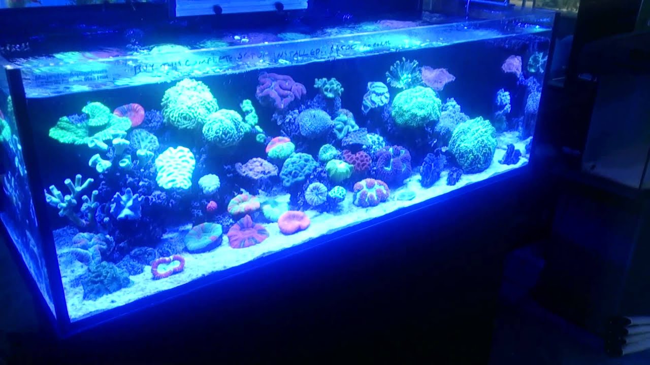 The best looking shallow reef tank ever! - YouTube