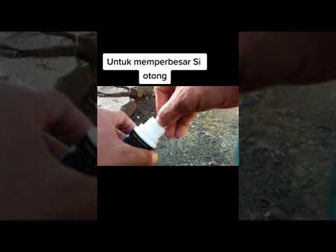 MINYAK LINTAH HITAM PAPUA