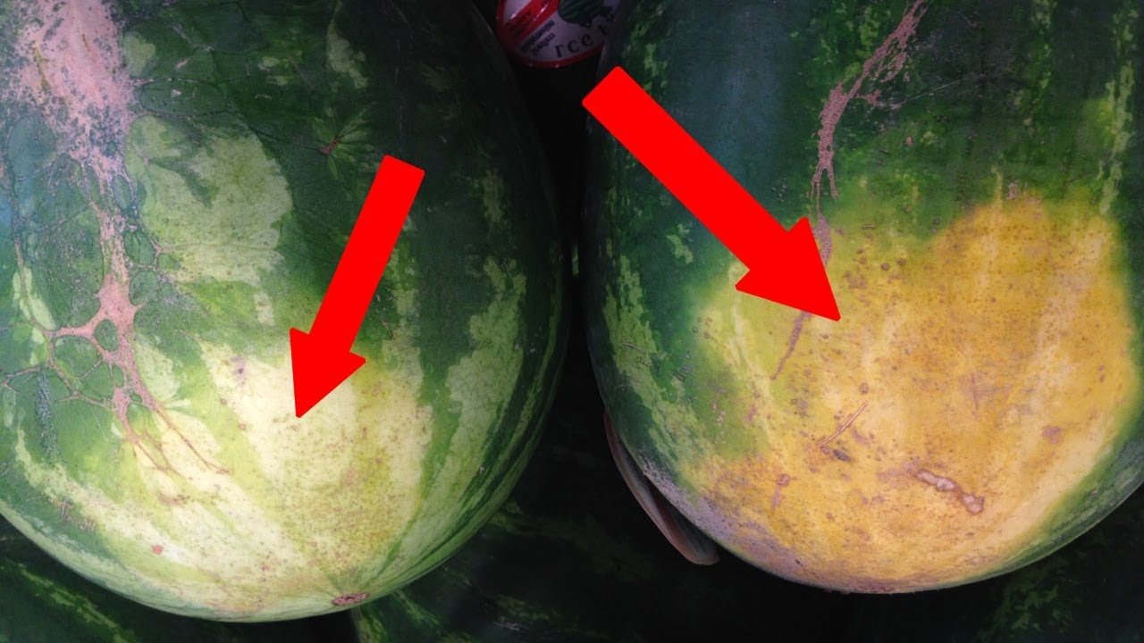 So findest du die perfekte Wassermelone - YouTube