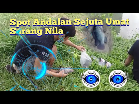 Mancing santuy bukan Mancing Ambyar🤗Tarik Sis Semongko Sampai Bongko🤣