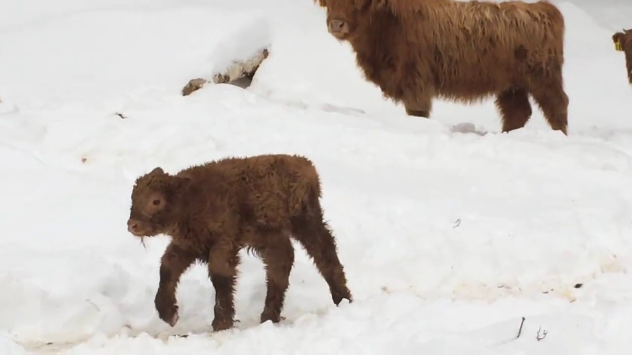 Pitcher Mountain Diego Highland Calf Just Over A Week Old - YouTube