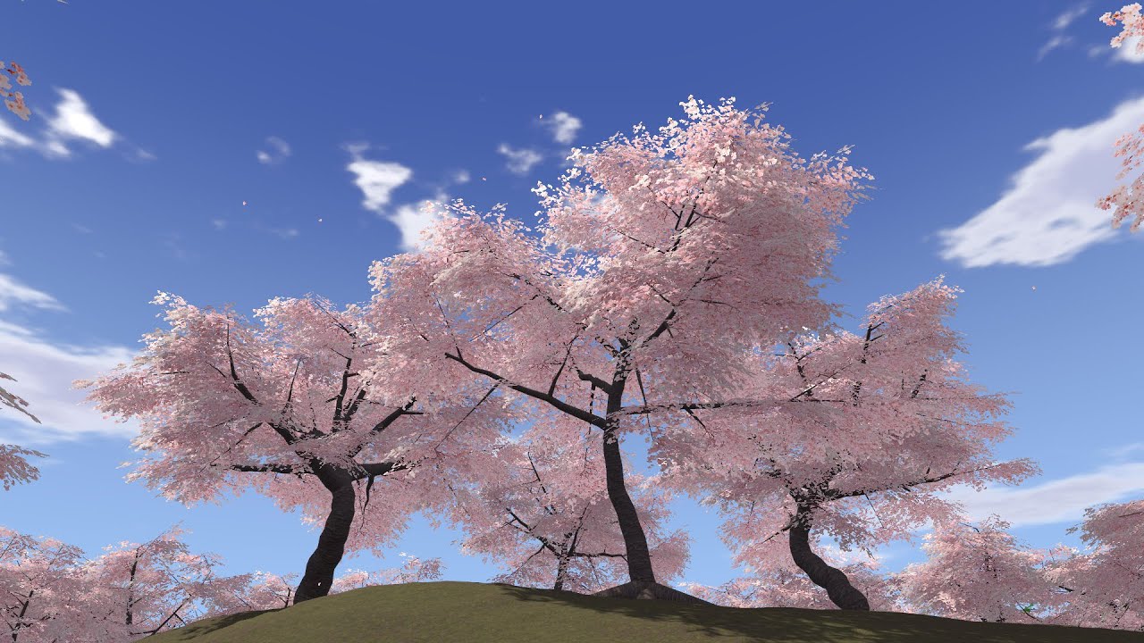 Sakura 4 Seasons - YouTube