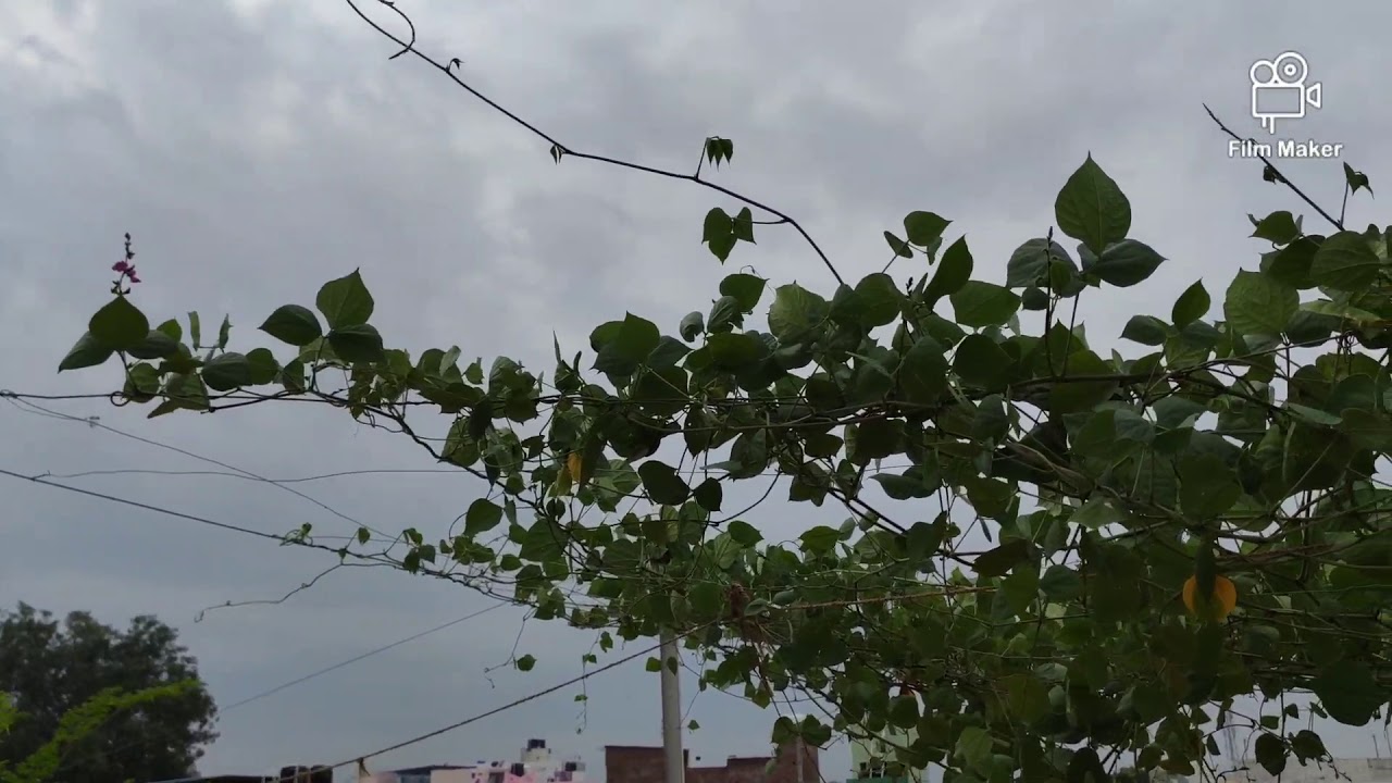 அவரை கொடி வளர்ப்பு - Avarai kodi planting and blooming the flowers ...