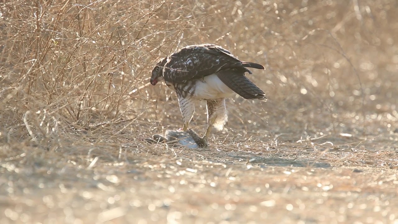Red-tailed Hawk eating Cottontail Rabbit - YouTube