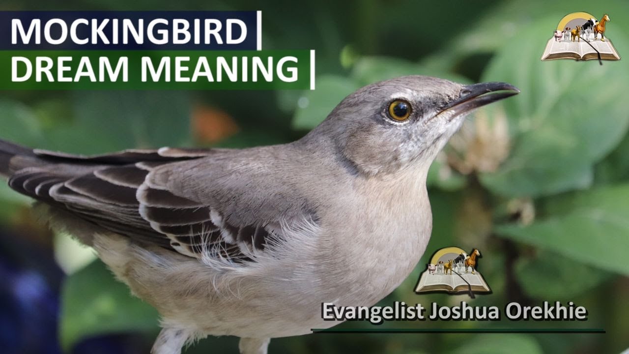 Mockingbird Biblical Dream Meaning Mockingbirds Symbolism YouTube mockingbird-biblical-dream-meaning-mockingbirds-symbolism-youtube