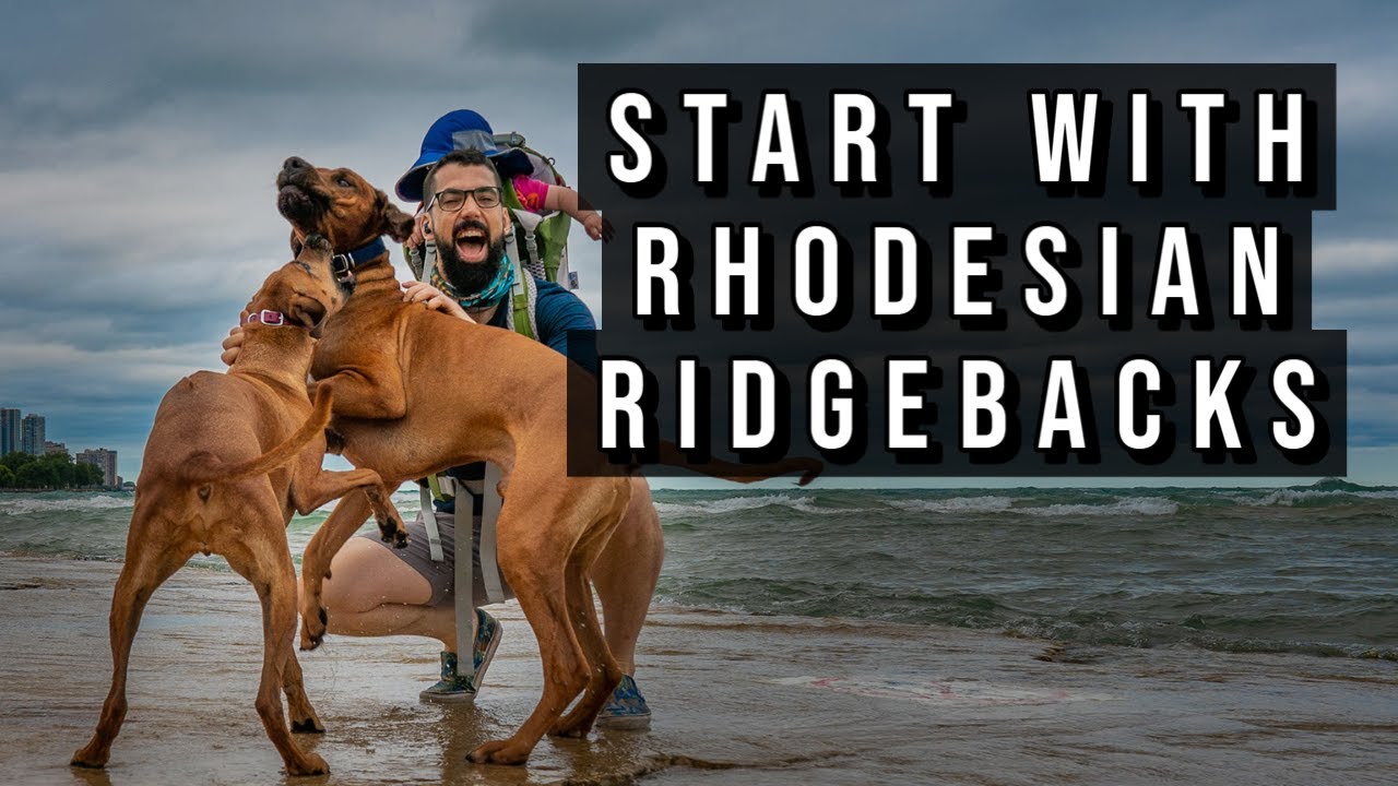 My Morning Run with Rhodesian Ridgebacks - YouTube