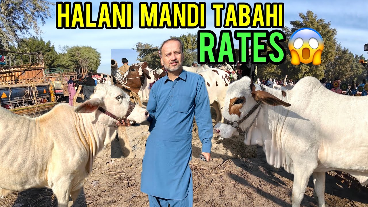 Halani Mundi Her Taraf Bachriyan he Bachriyan / Rates Main Kafi Hud Tak ...