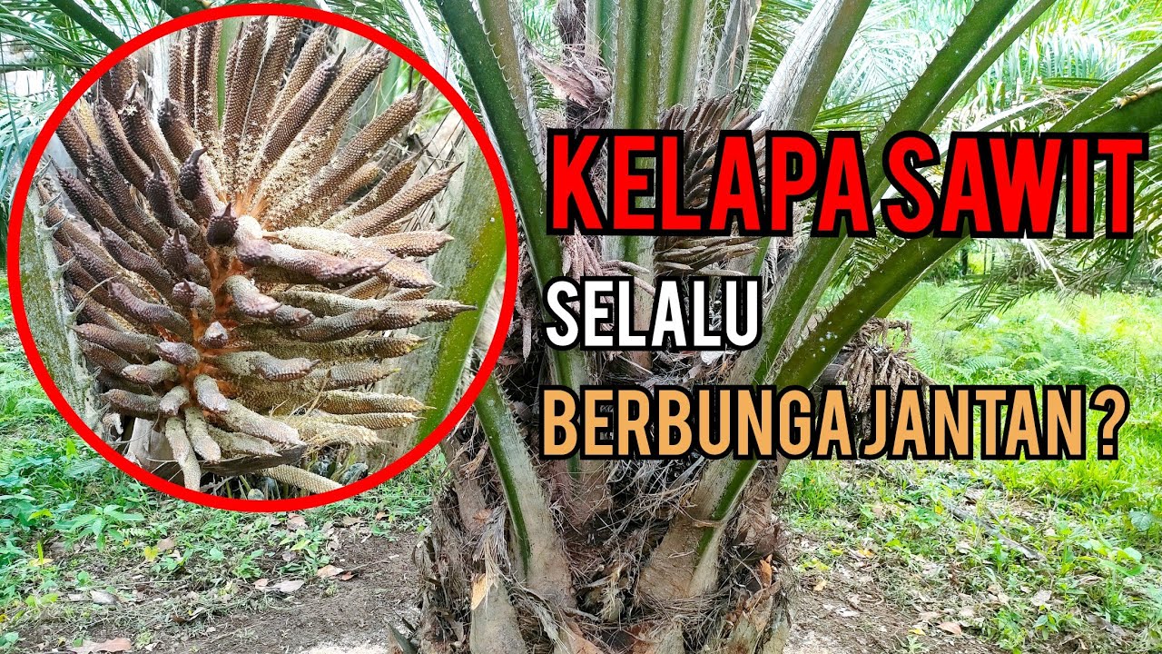BUNGA JANTAN PADA KELAPA SAWIT ? INI PENYEBAB DAN SOLUSINYA - YouTube