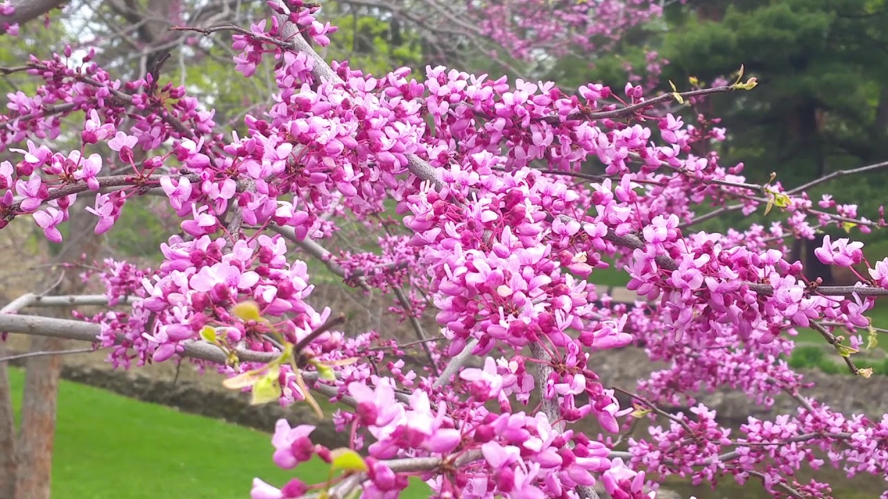 Paj tawg nra paug mas zoo nkauj tshaj 6/15/2020 - YouTube